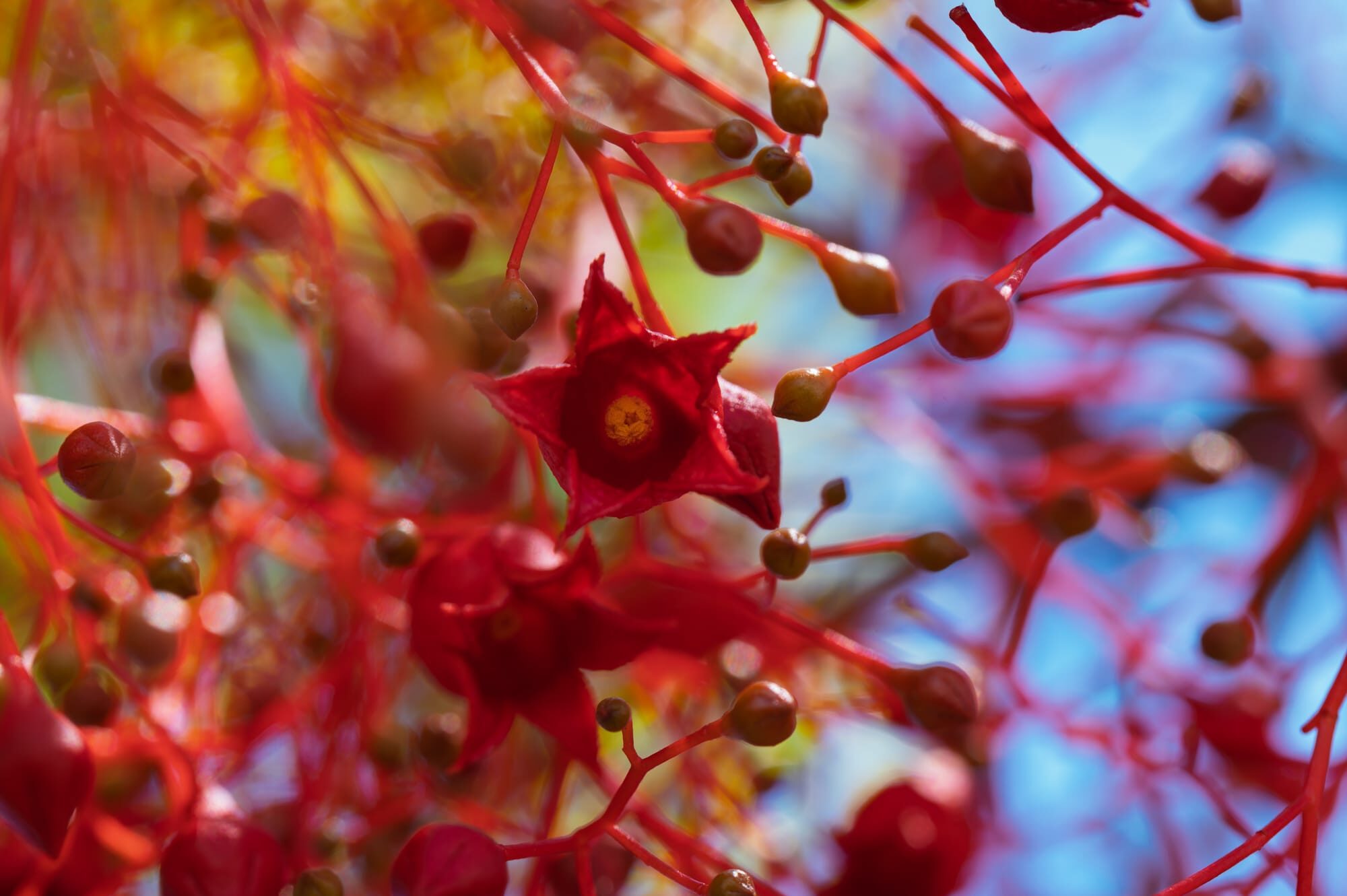 How the Illawarra Flame Tree got its (English, common) name